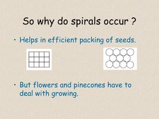 Mathematics-Fibonacci-sequence-and-Patterns.ppt