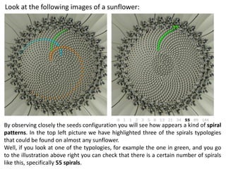Maths and nature Comenius Why Maths | PPT
