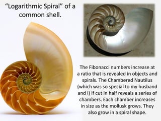 Maths and nature Comenius Why Maths | PPT