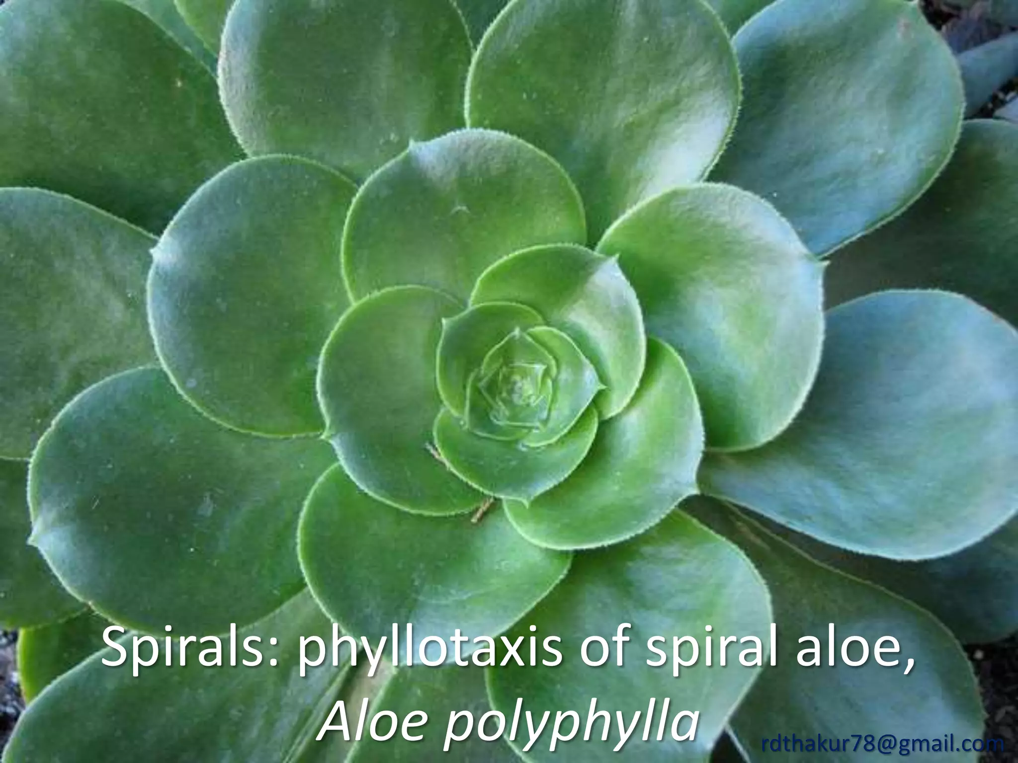 Maths in nature fibonacci | PPTX