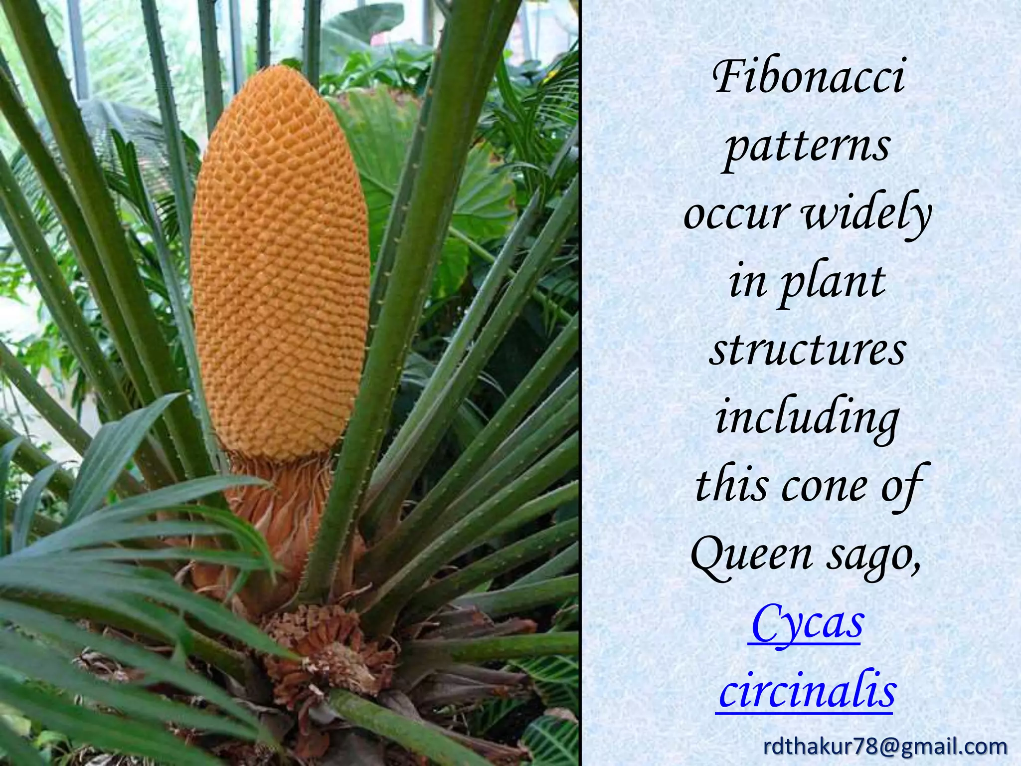 Maths in nature fibonacci | PPTX