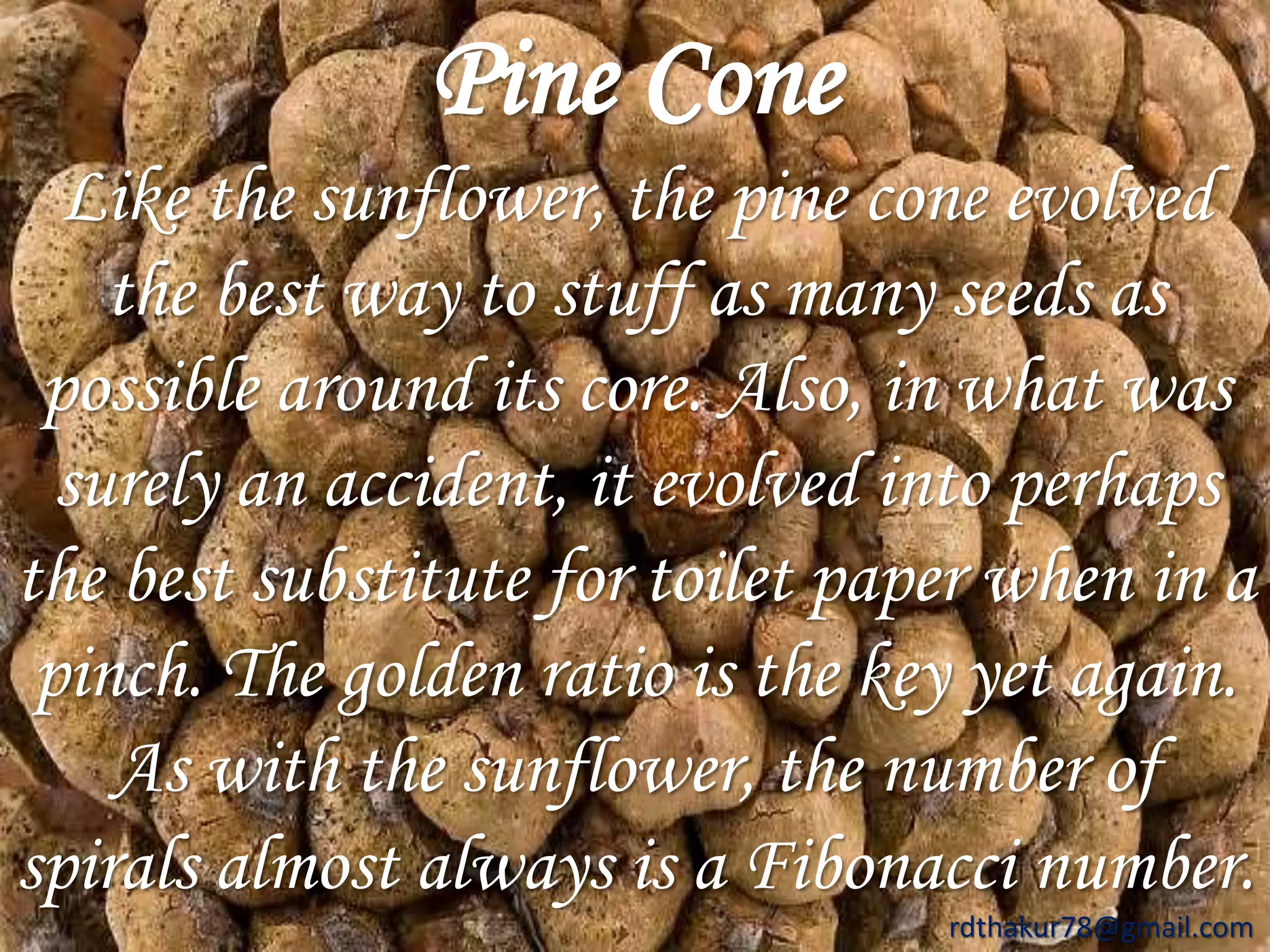 Maths in nature fibonacci | PPTX