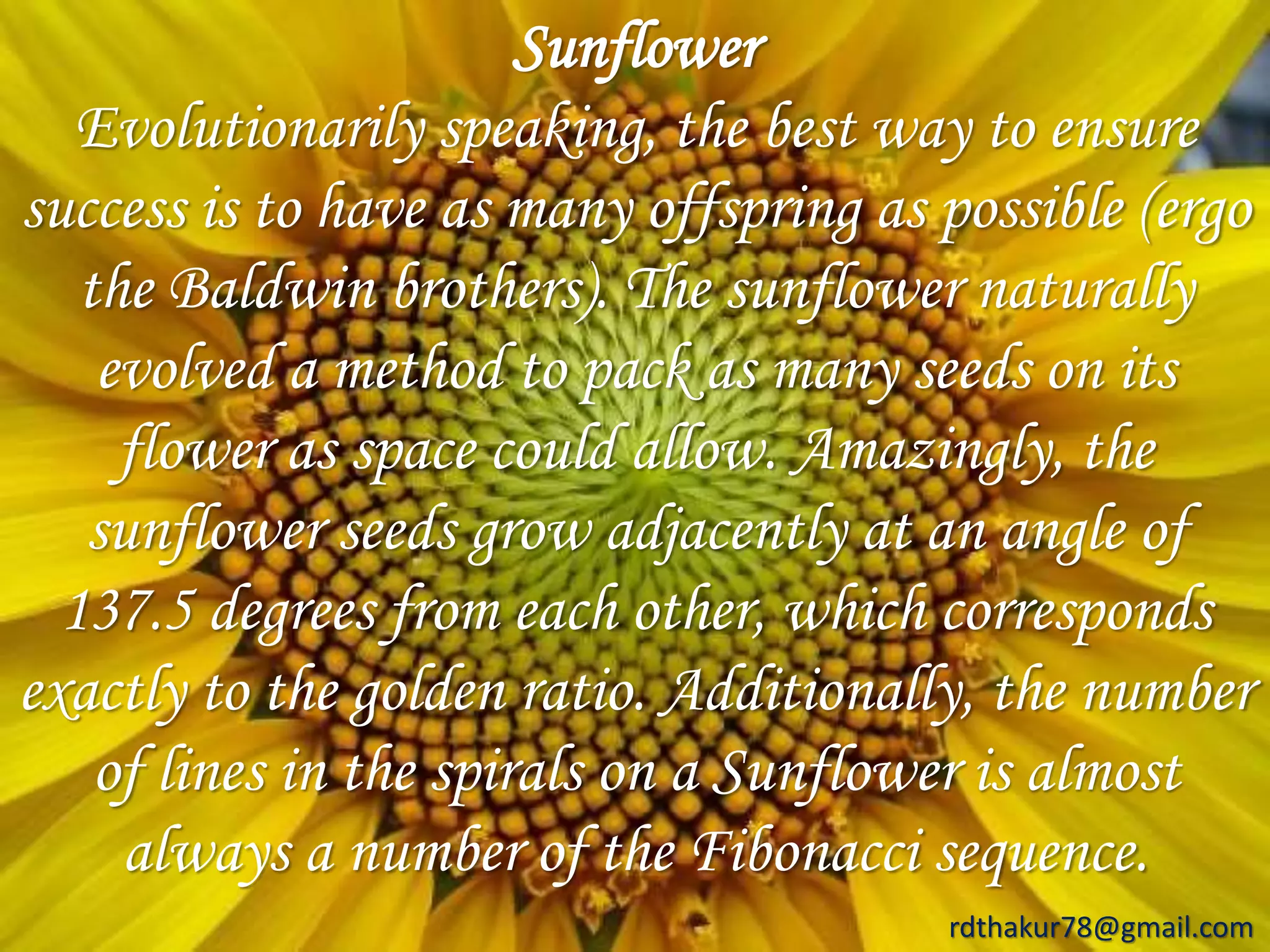 Maths in nature fibonacci | PPTX
