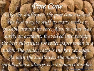 Maths in nature fibonacci | PPTX