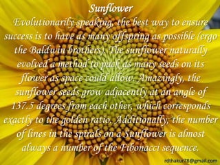 Maths in nature fibonacci | PPTX