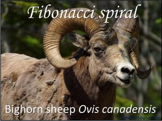 Maths in nature fibonacci | PPTX