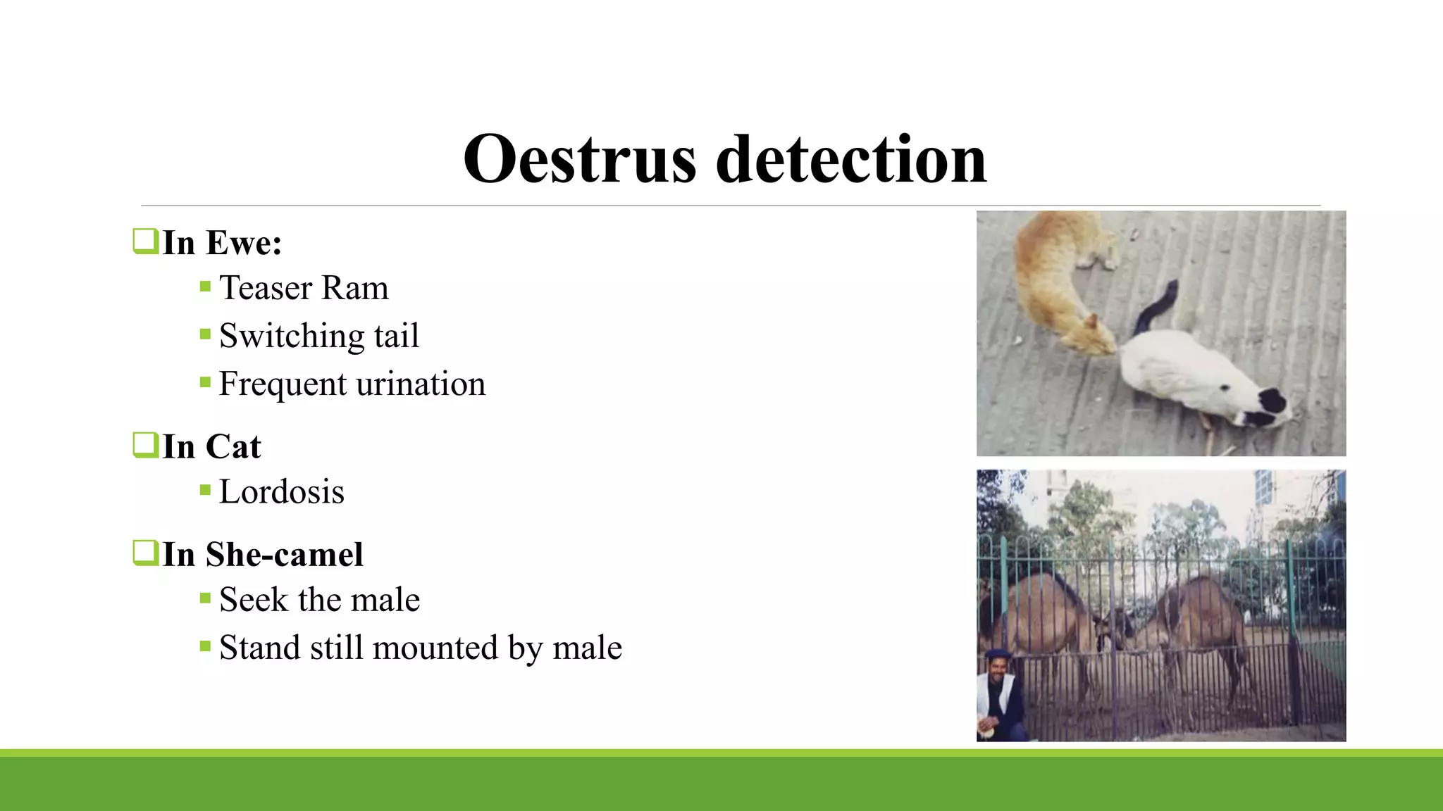 Mating and social behaviors of different species | PPTX