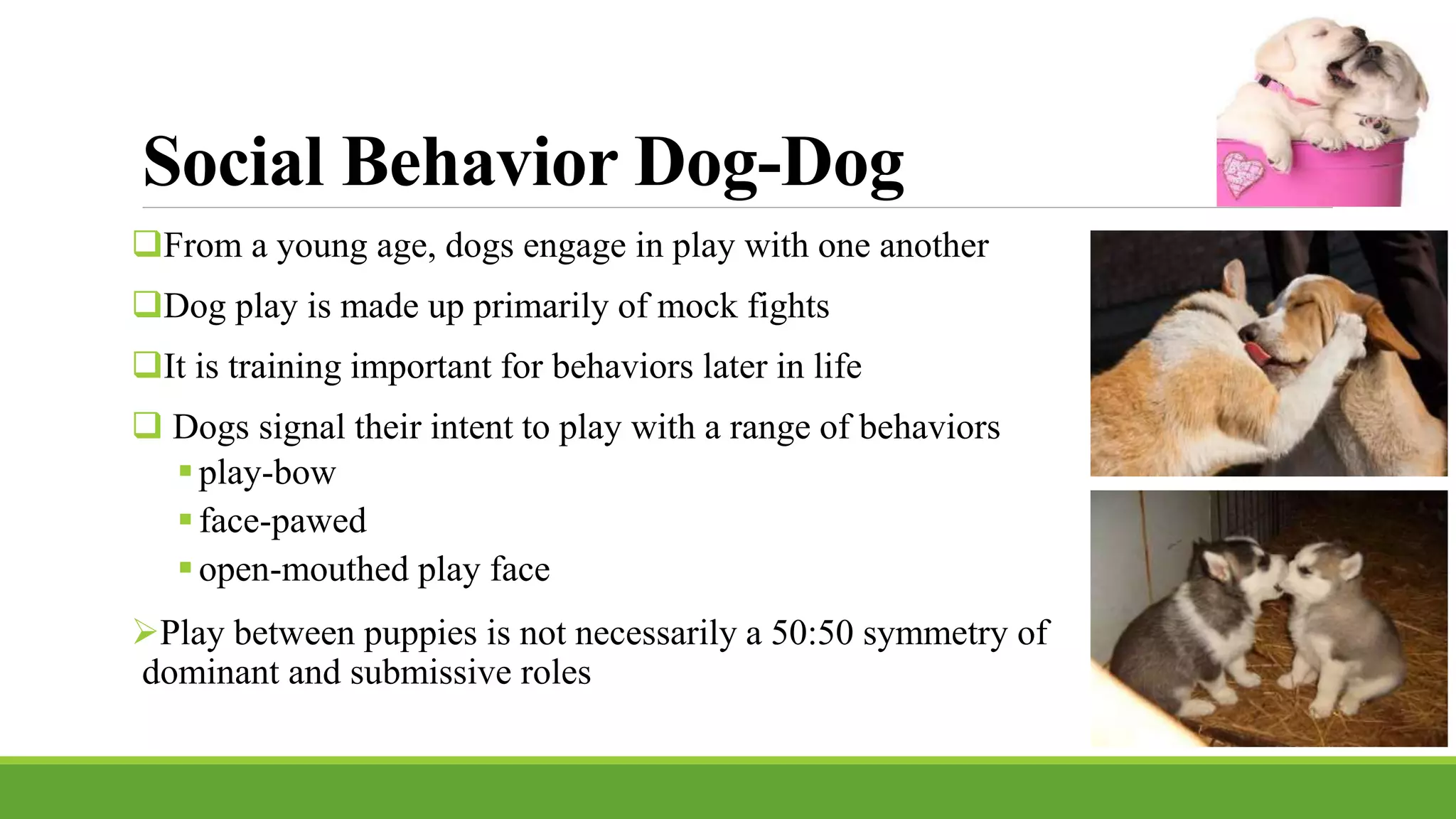 Mating and social behaviors of different species | PPTX