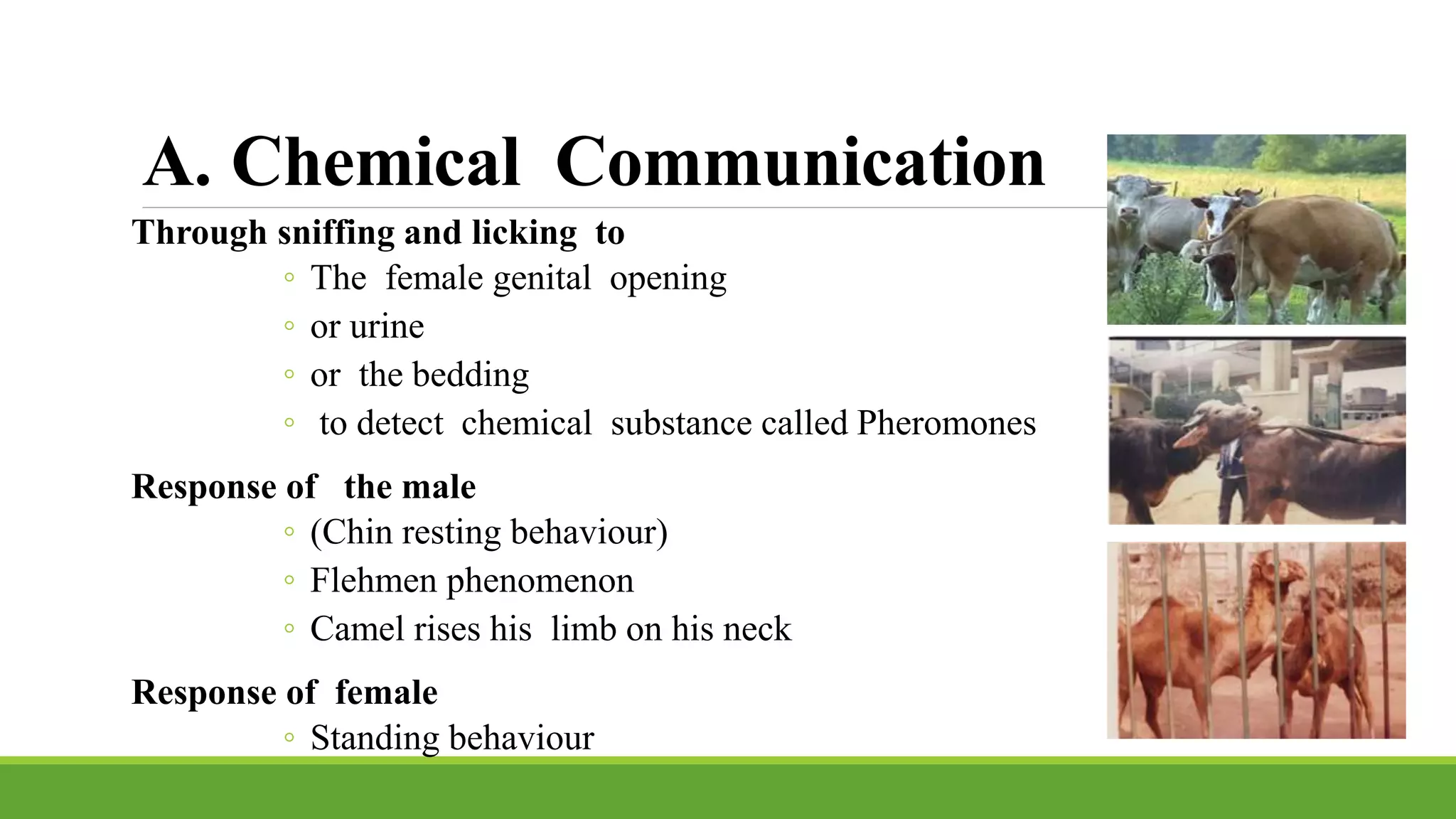 Mating and social behaviors of different species | PPTX