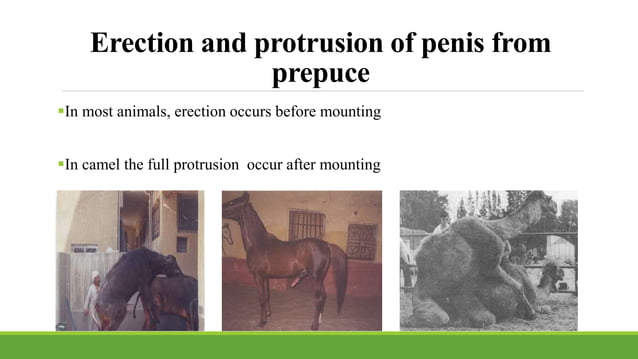 Mating and social behaviors of different species | PPTX | Reproductive ...