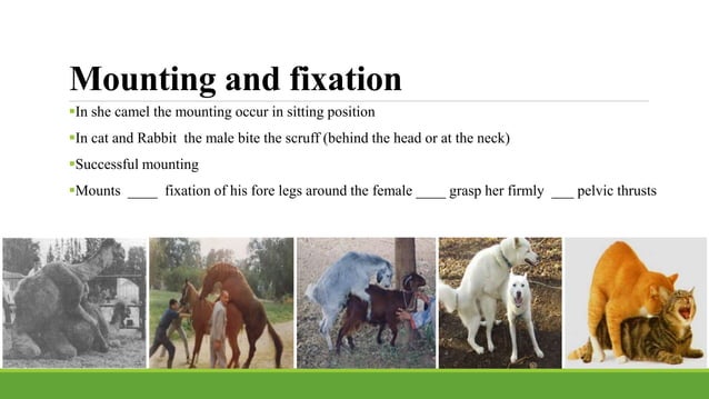 Mating and social behaviors of different species | PPTX | Reproductive ...