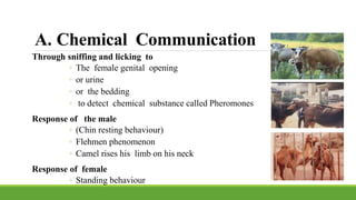 Mating and social behaviors of different species | PPTX