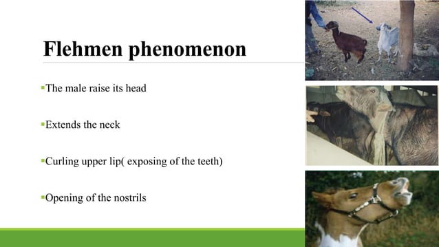 Mating and social behaviors of different species | PPTX | Reproductive ...