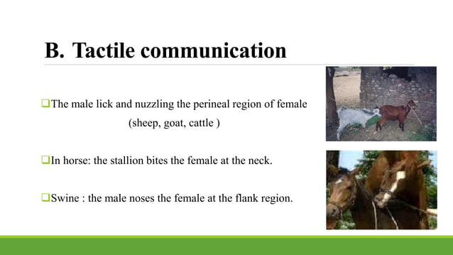 Mating and social behaviors of different species | PPTX | Reproductive ...