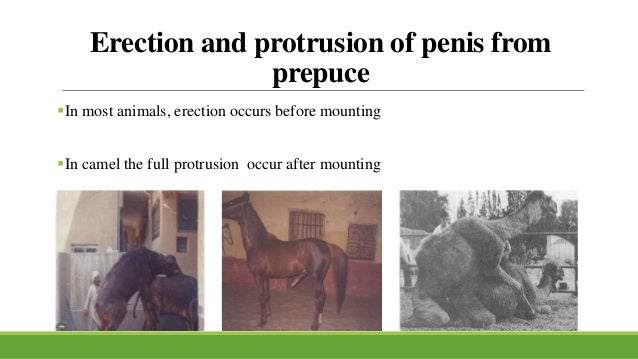 Mating and social behaviors of different species