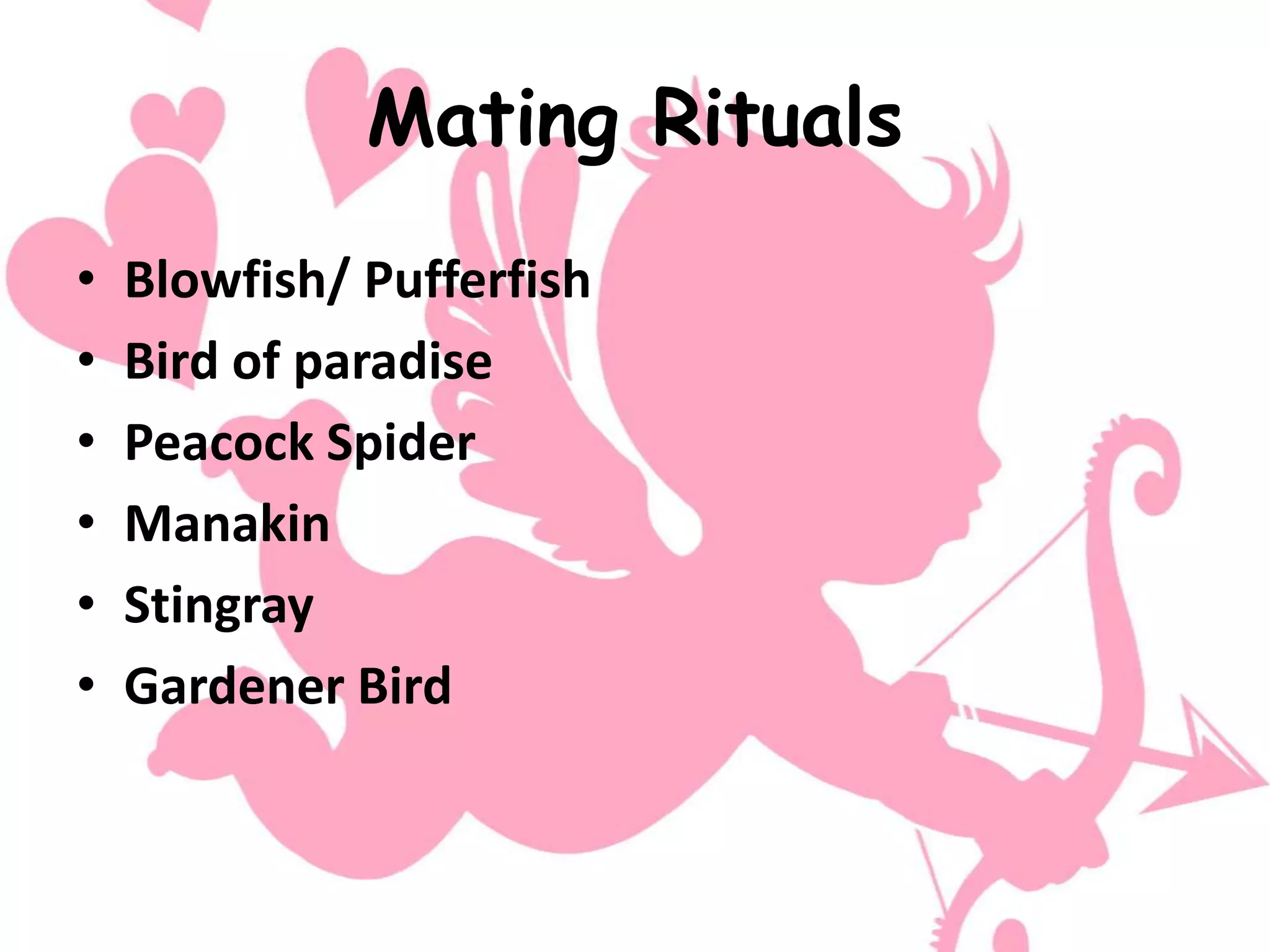 Mating rituals | PPT
