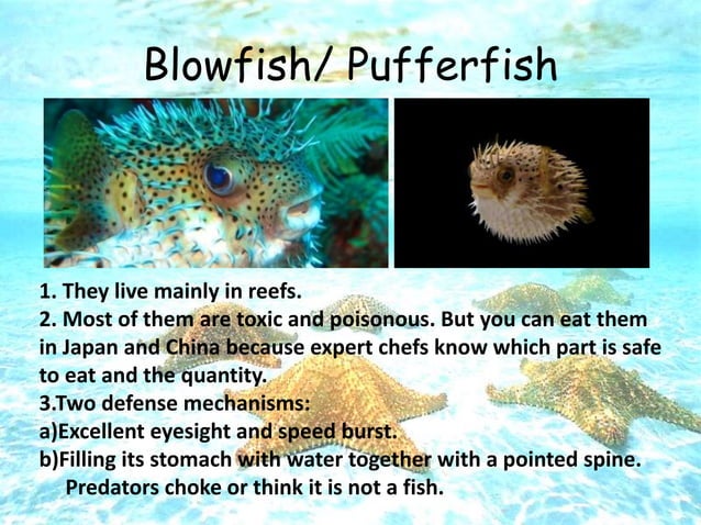 Mating rituals | PPT