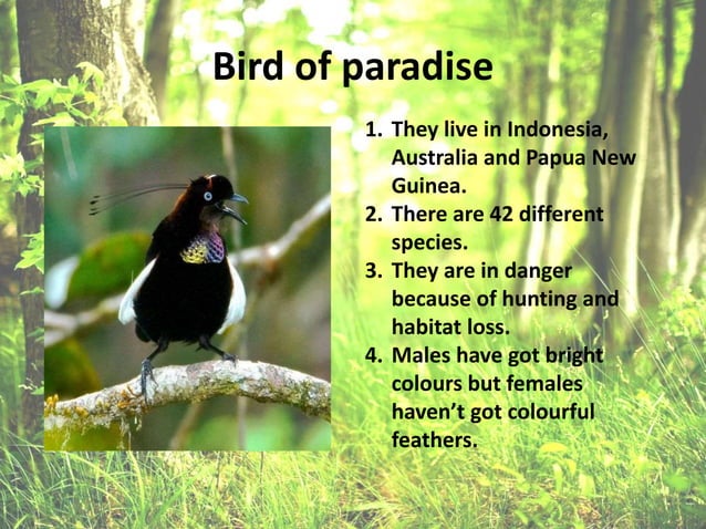 Mating rituals | PPT