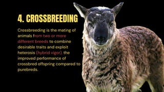 Mating Systems in Animal Breeding - Animal Physiology and Anatomy | PDF