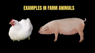 Mating Systems in Animal Breeding - Animal Physiology and Anatomy | PDF