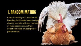 Mating Systems in Animal Breeding - Animal Physiology and Anatomy | PDF