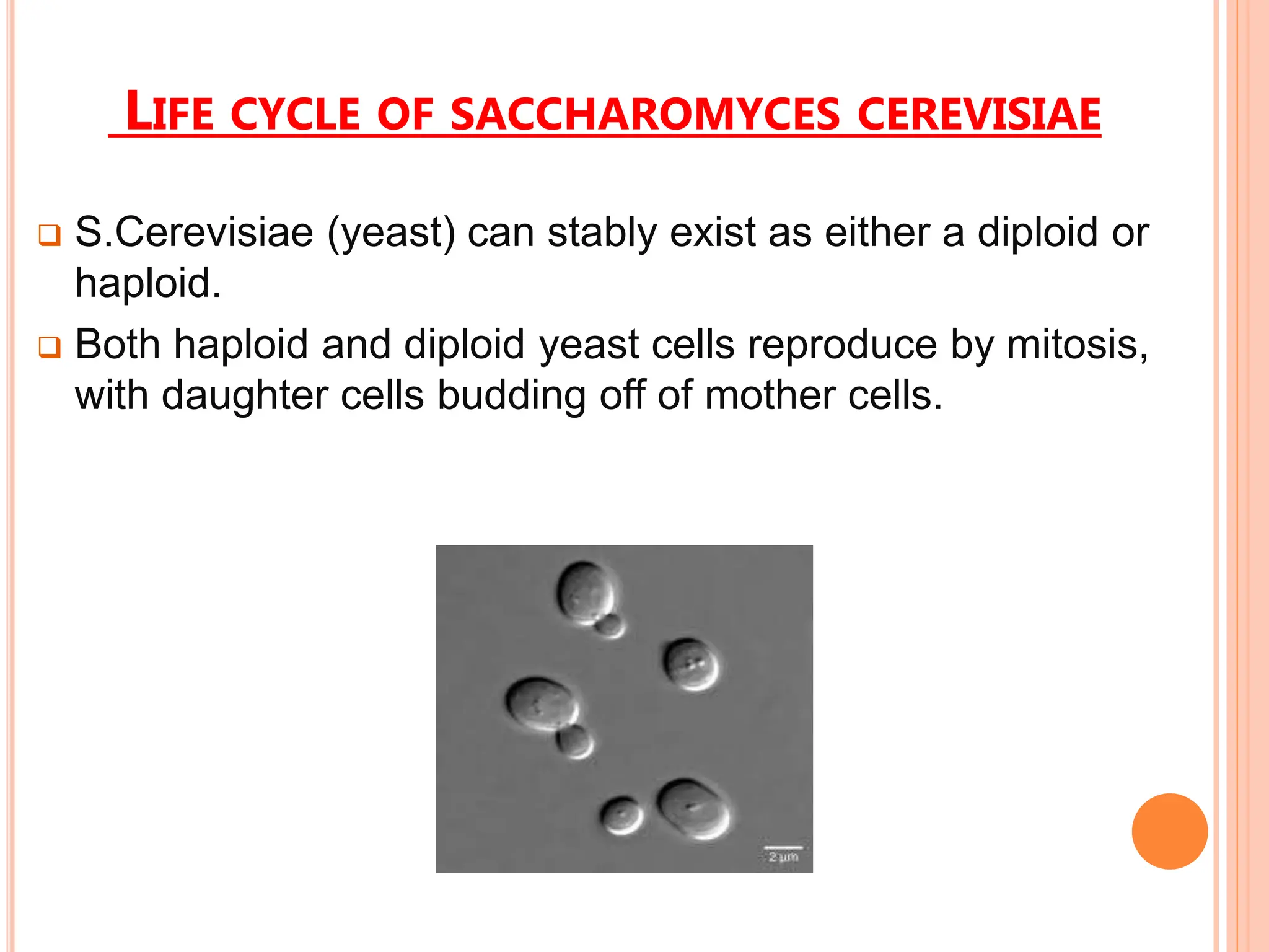 Mating types of yeast.pptx