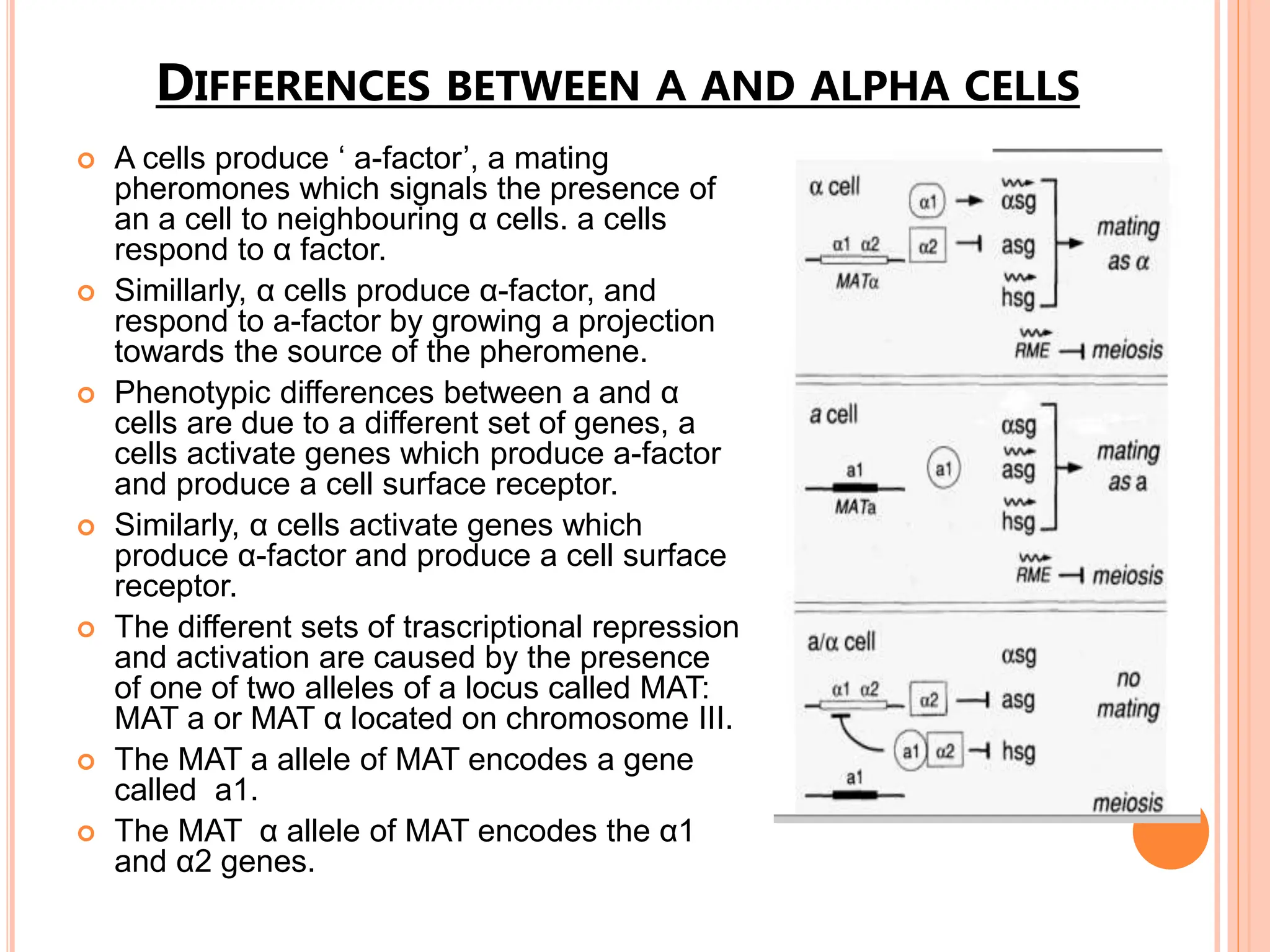 Mating types of yeast.pptx