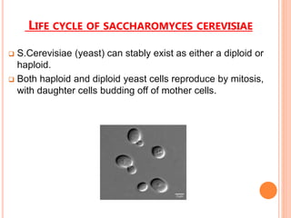 Mating types of yeast.pptx
