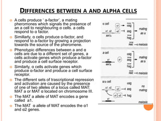 Mating types of yeast.pptx