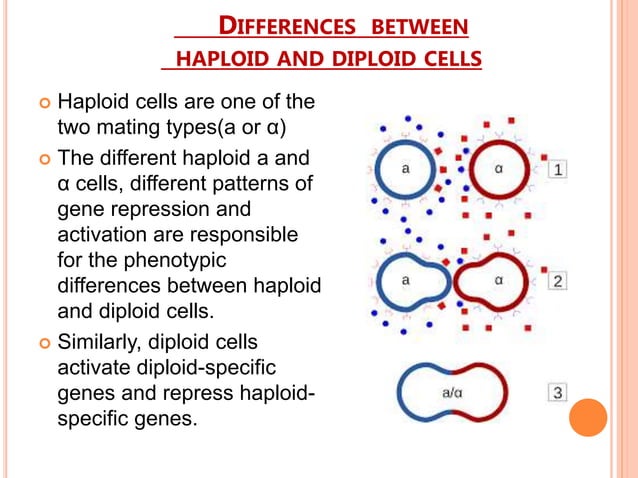 Mating types of yeast.pptx | Biological Sciences | Science