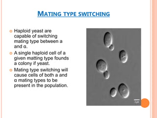 Mating types of yeast.pptx