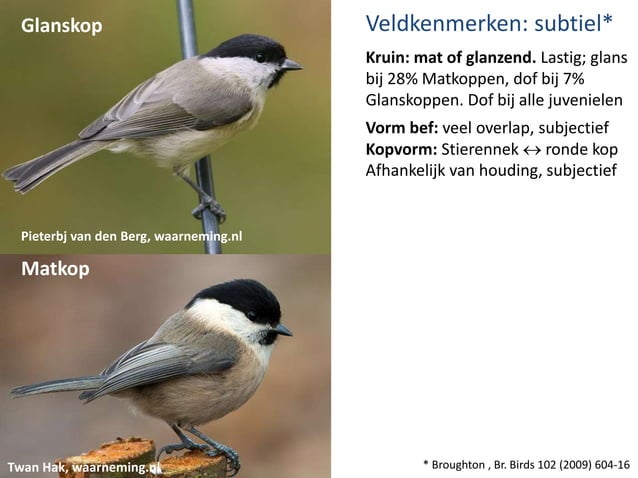 Matkop en Glanskop: een lastig maar boeiend duo | PPT