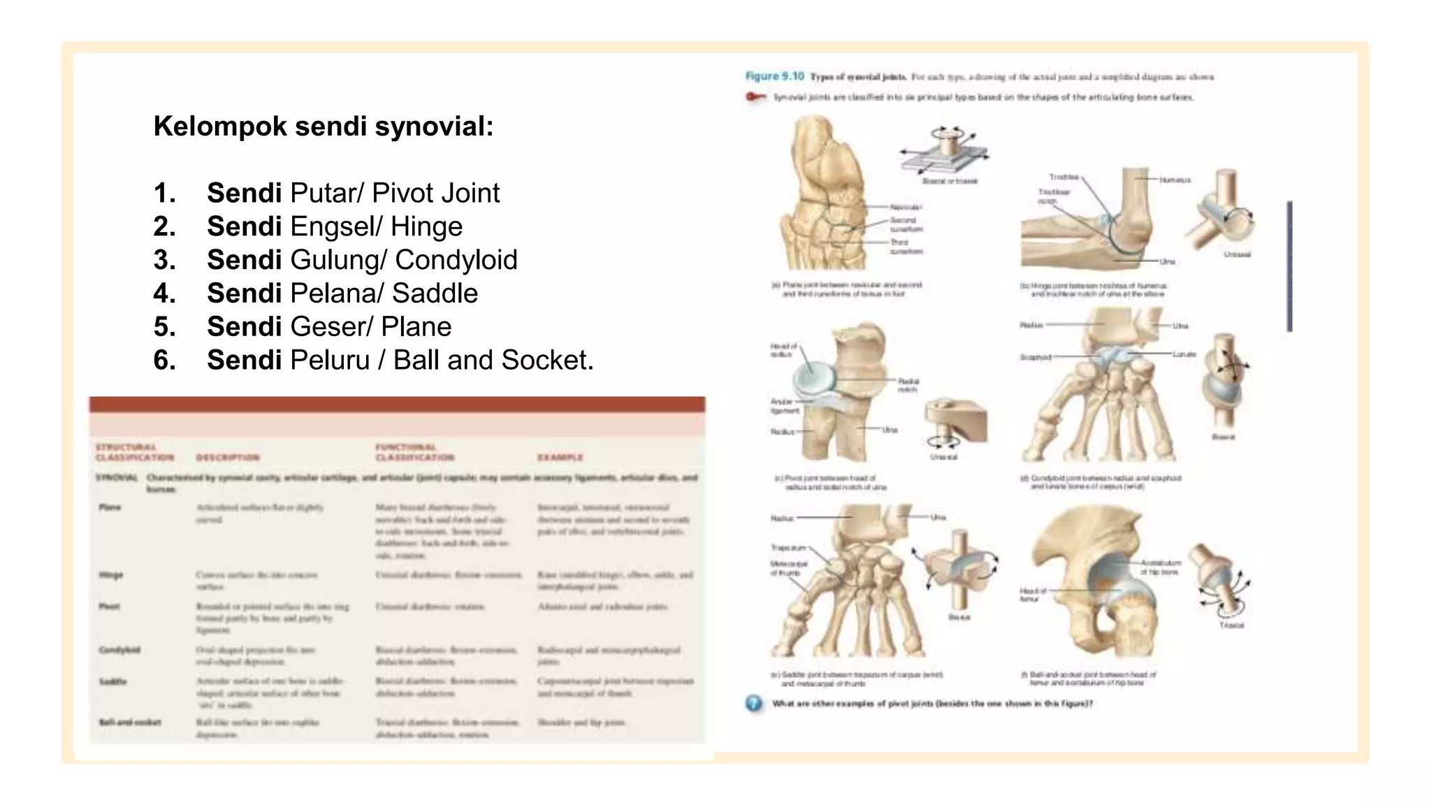 Anatomi Sendi pada Tubuh Manusia | PPTX