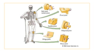 Anatomi Sendi pada Tubuh Manusia | PPTX