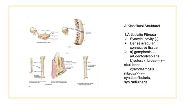 Anatomi Sendi pada Tubuh Manusia | PPTX