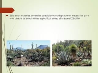 Matorral | PPTX