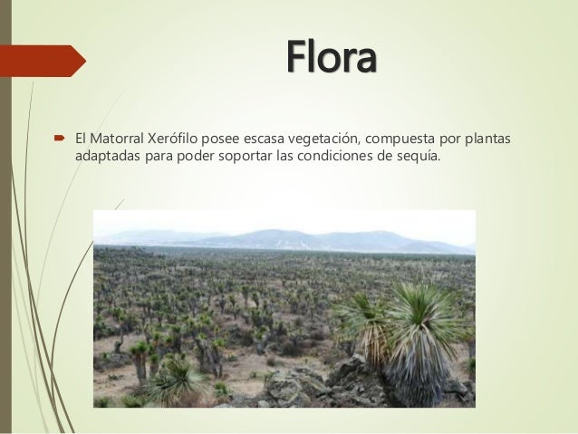 Es Contagiosa La Flora Cocoide - abstractor