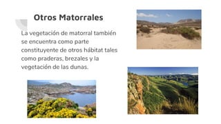 Matorral | PPTX