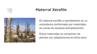 Matorral | PPTX
