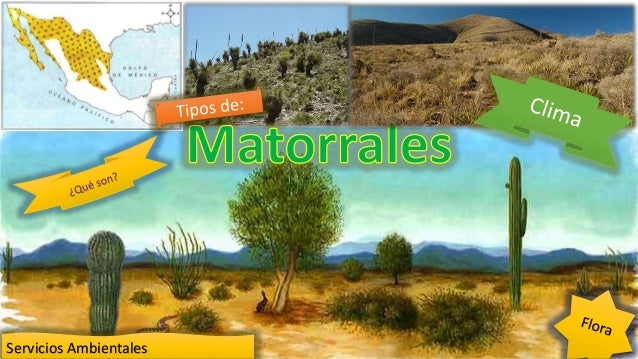 Matorrales