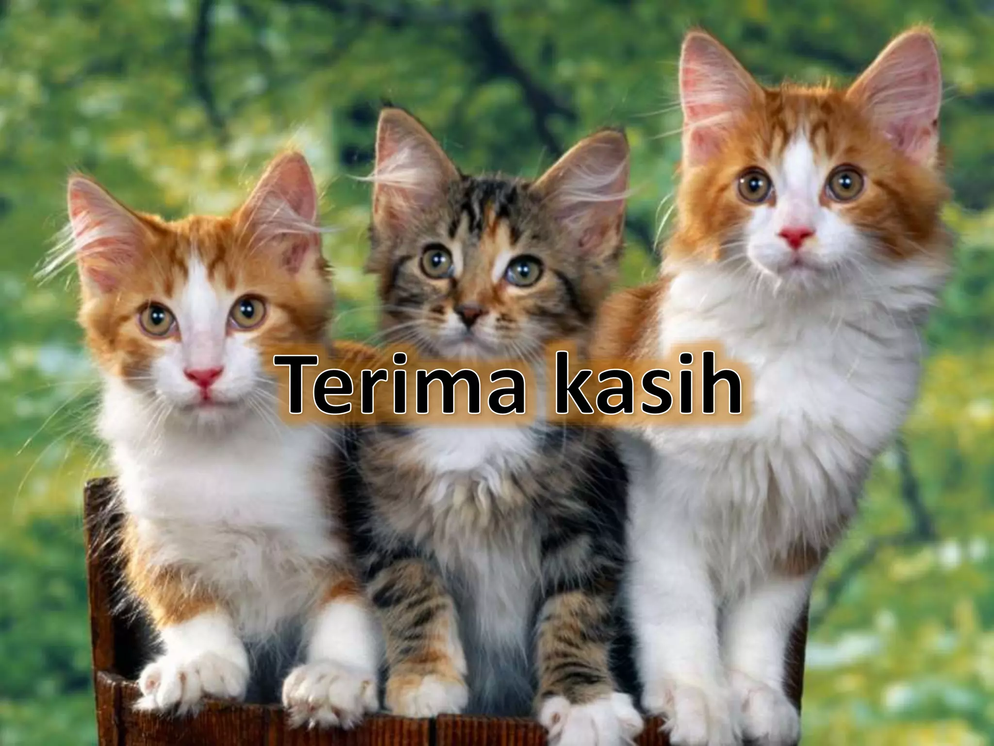 Matriks eselon baris dan eselon baris tereduksi | PPTX