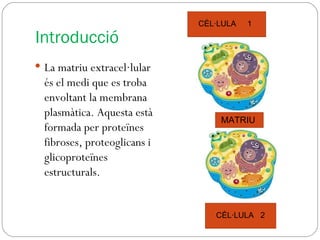 Matriu extracel·lular | PPT