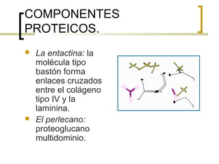 Matrix extracelular & membrana basal | PPT