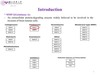 Matrix metalloproteinase 2 (MMP-2) attenuates brain tumour growth (Feb ...
