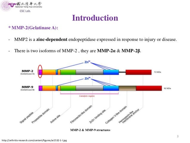 Matrix metalloproteinase 2 (MMP-2) attenuates brain tumour growth (Fe…