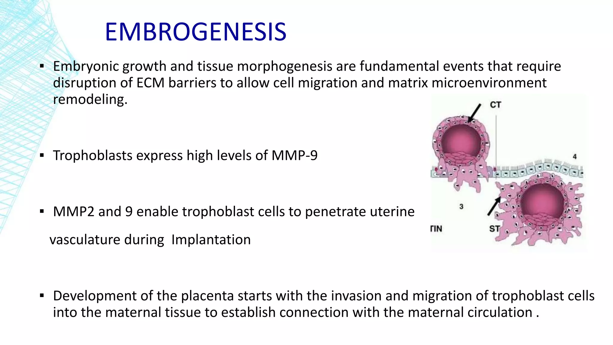 Matrix metalloproteinases | PPTX