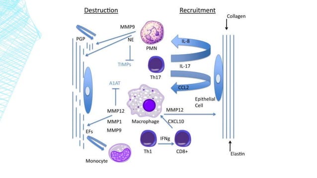 Matrix metalloproteinases | PPTX | Genetics | Science