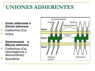 matriz extracelular importante..........ppt