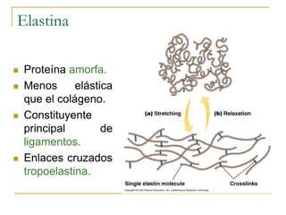 Matriz-extracelular (1).ppt
