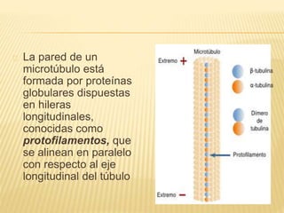 Matriz citoplasmática y citoesqueleto | PPTX